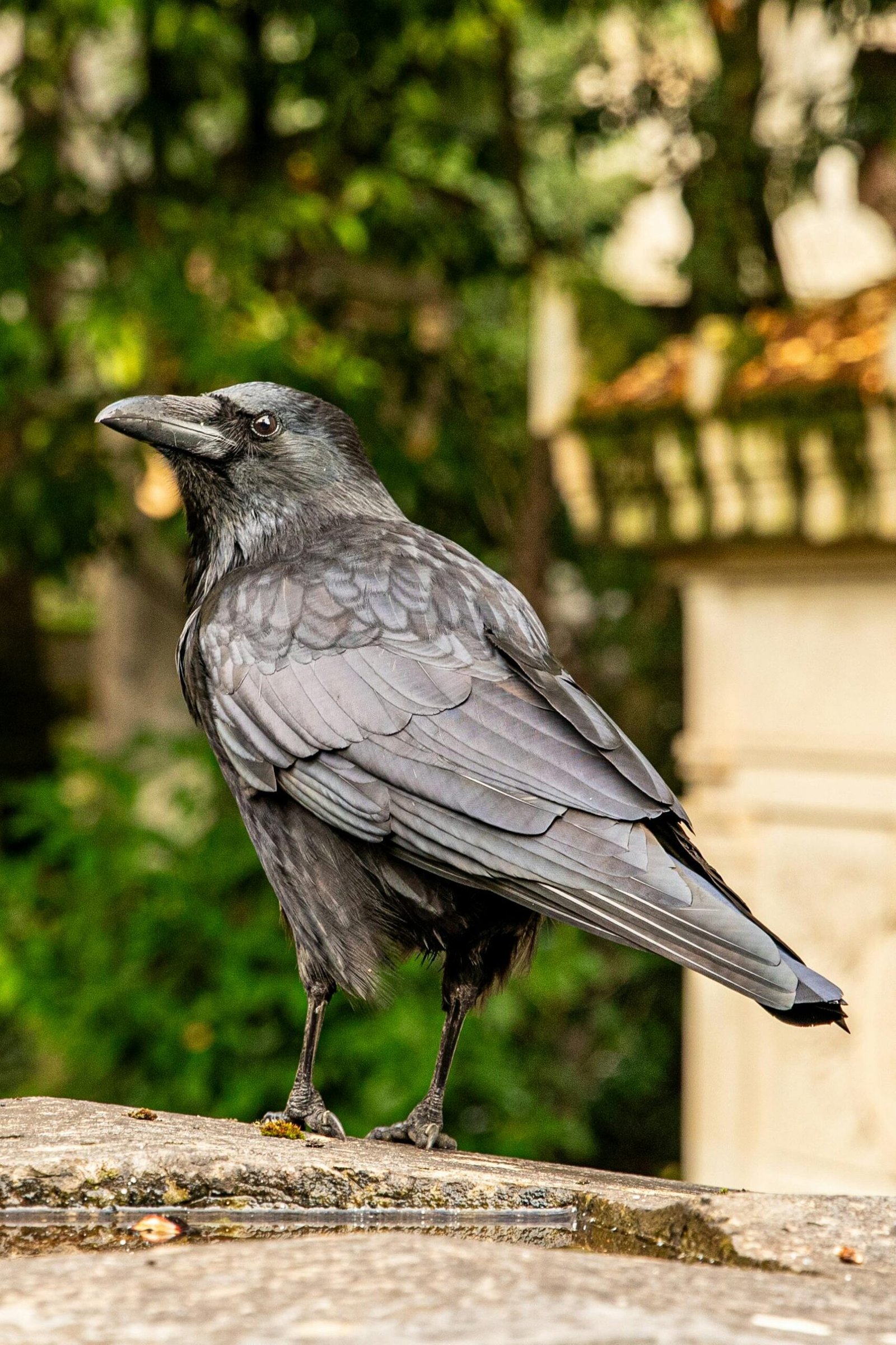 Crow Removal Services in Vancouver | Expert Wildlife Solutions