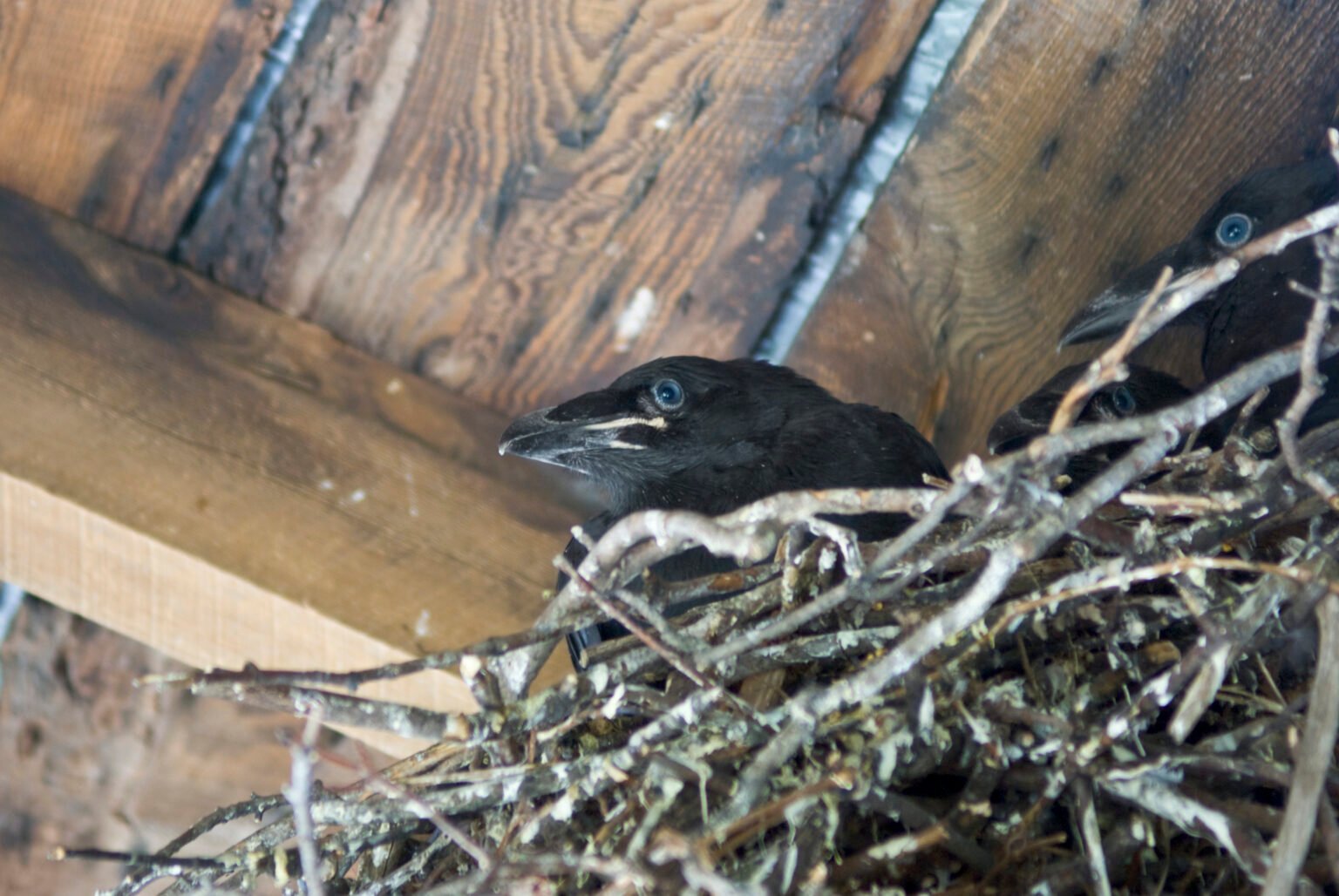 Crow Removal Services in Vancouver | Expert Wildlife Solutions