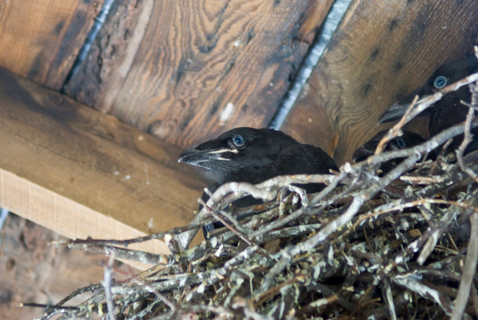 Crow Removal Services in Vancouver | Expert Wildlife Solutions