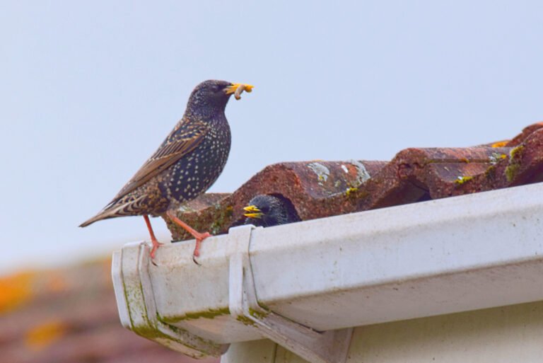 Starling Removal Services in Vancouver | Expert Wildlife Solutions